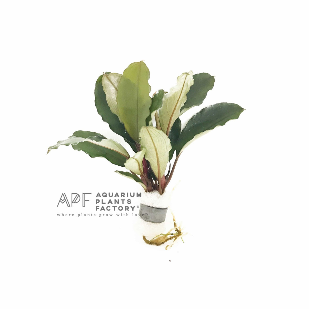 Bucephalandra Aragon | Aquarium Plants Factory®