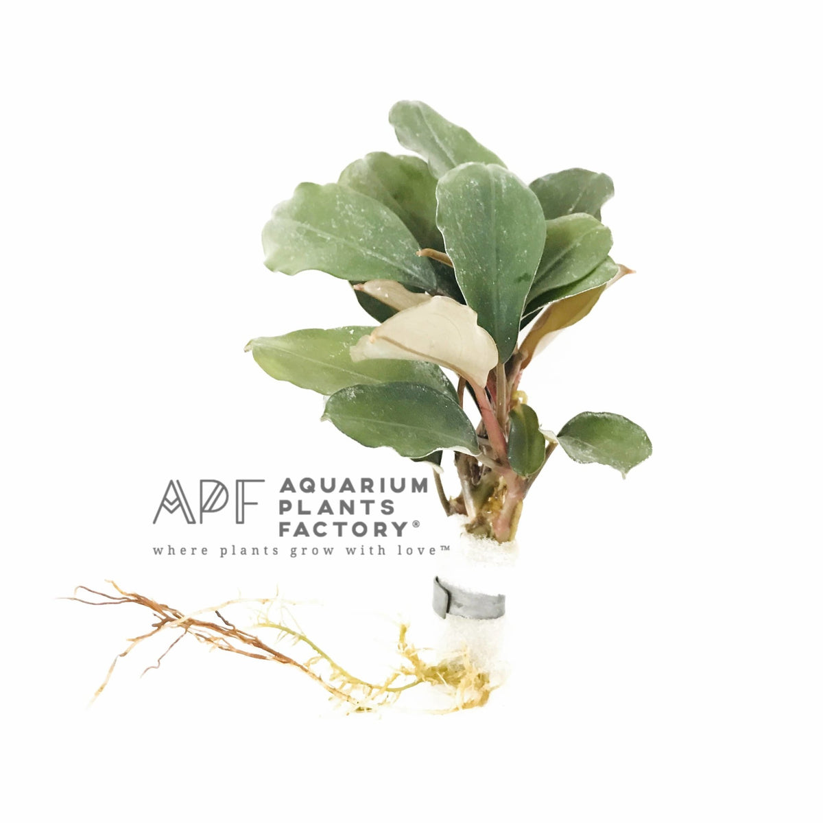 Bucephalandra Belindae | Aquarium Plants Factory®