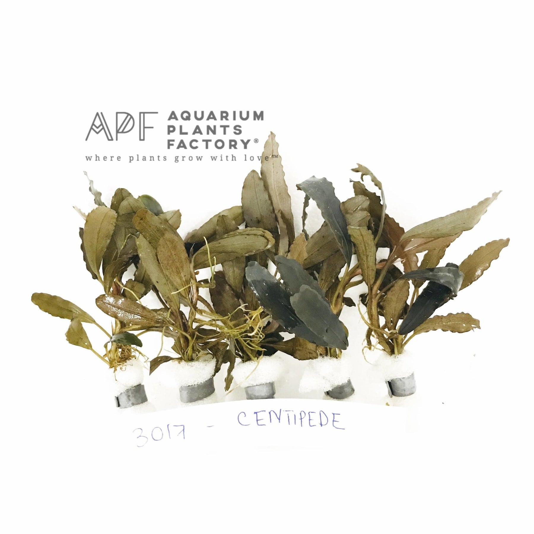 Bucephalandra Centipede | Aquarium Plants Factory®