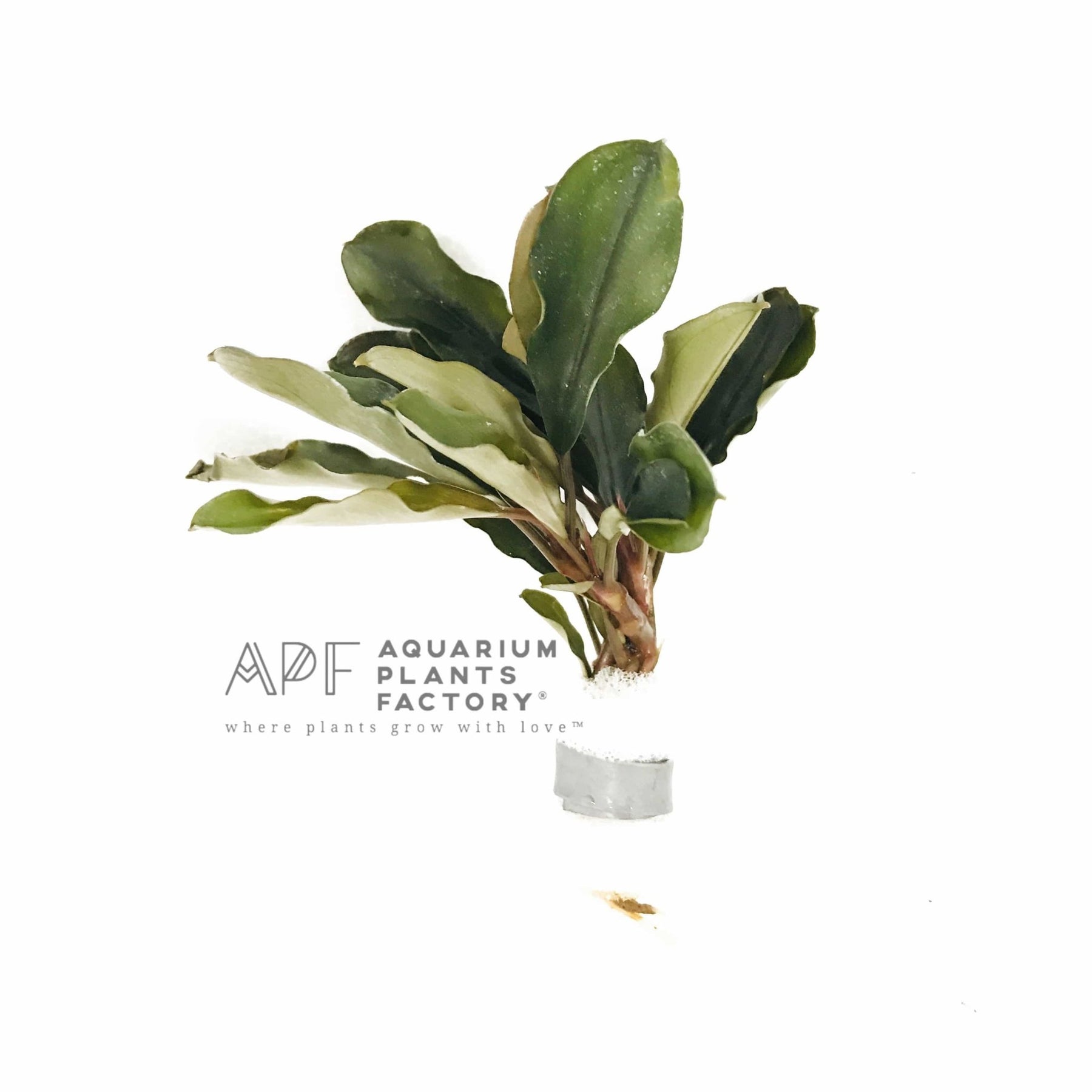 Bucephalandra Dark Blue | Aquarium Plants Factory®