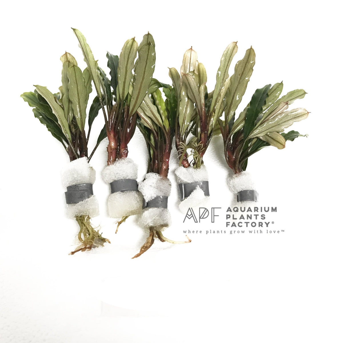 Bucephalandra sp. Green | Aquarium Plants Factory®