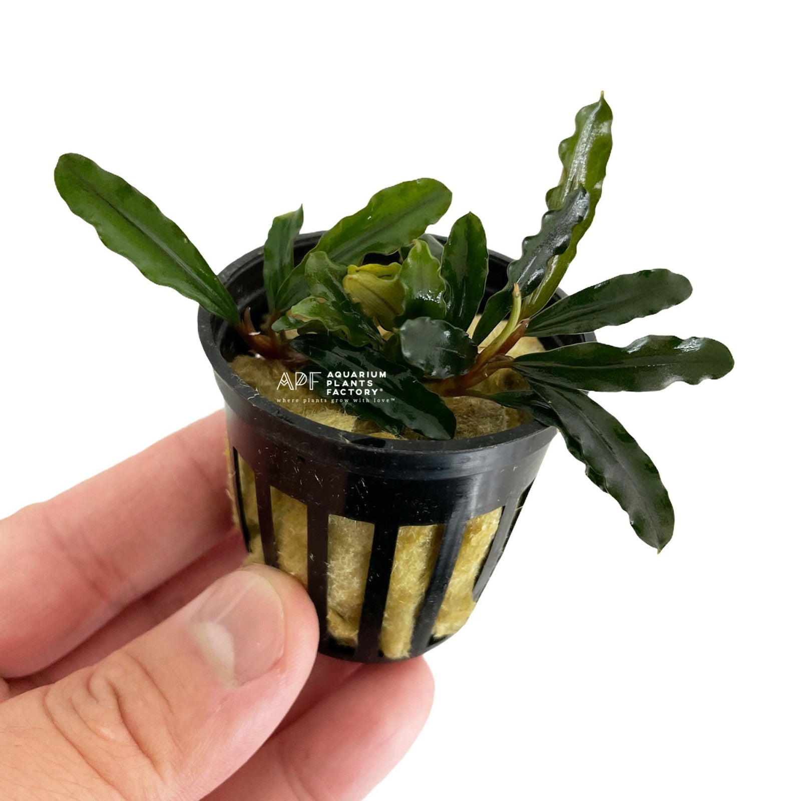 Bucephalandra Green Godzilla | APF Aquarium Plants Factory®