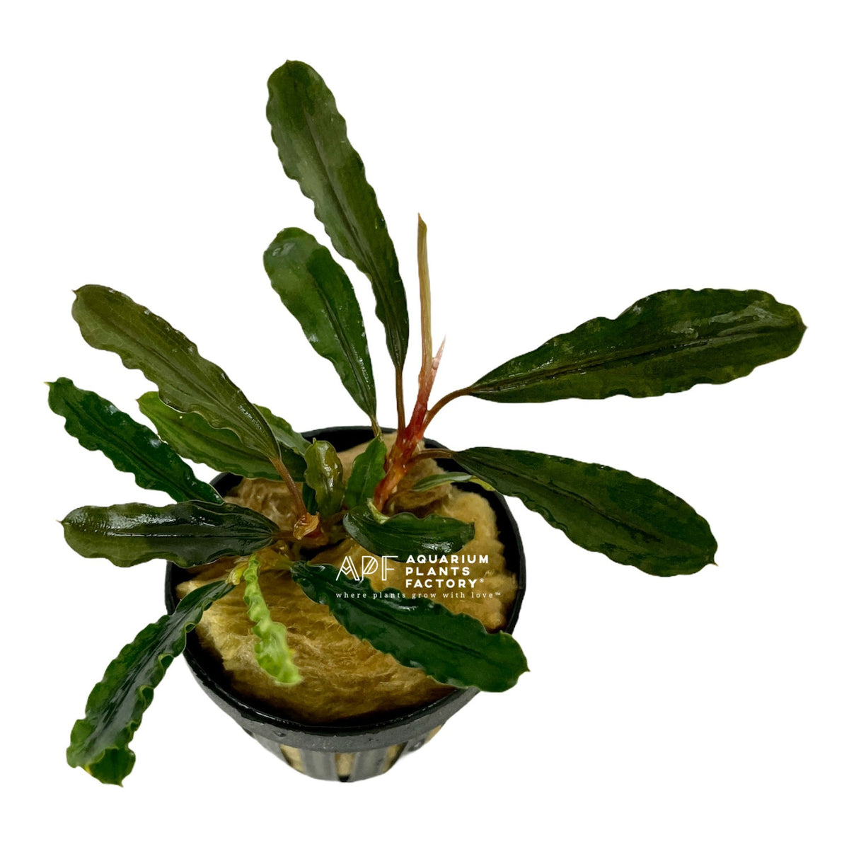 Bucephalandra Green Godzilla | APF Aquarium Plants Factory®