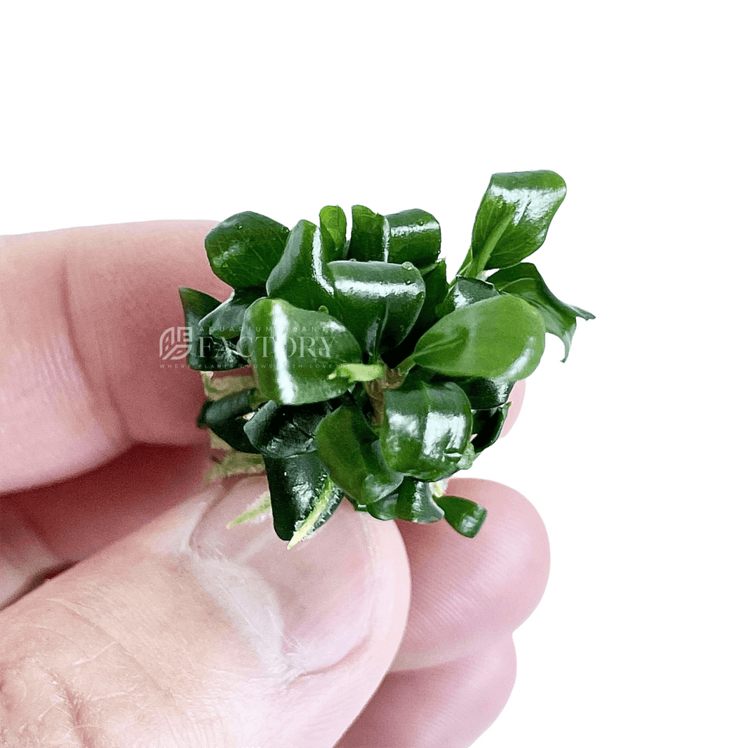 Bucephalandra | APF Buce Collection | Aquarium Plants Factory®