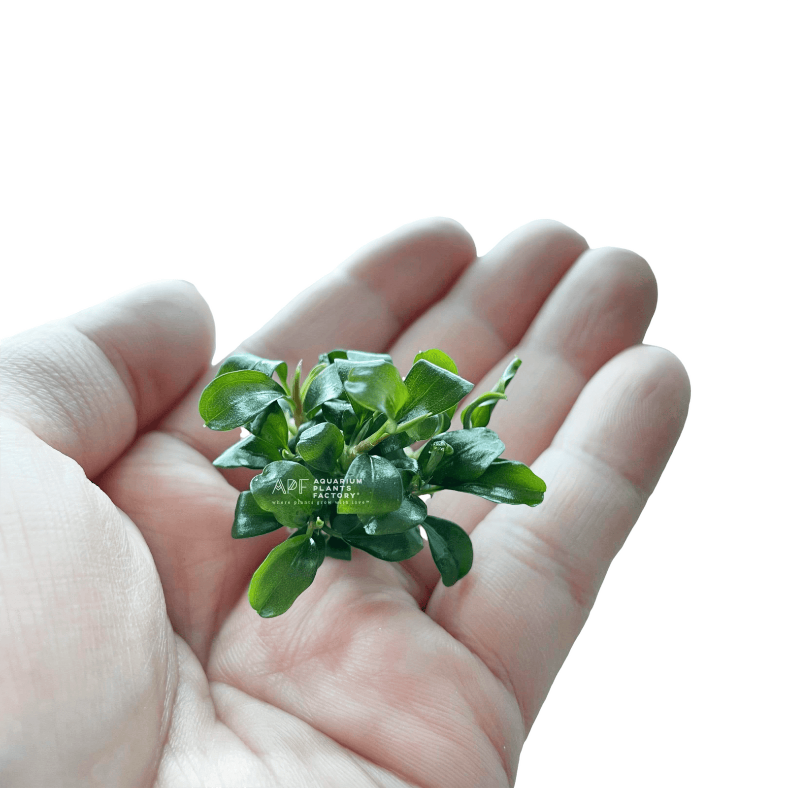 Bucephalandra | APF Buce Collection | Aquarium Plants Factory®