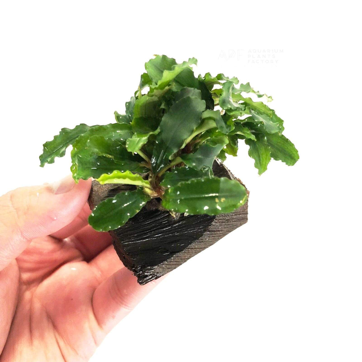 Bucephalandra Green Wavy on Driftwood | APF Aquarium Plants Factory®