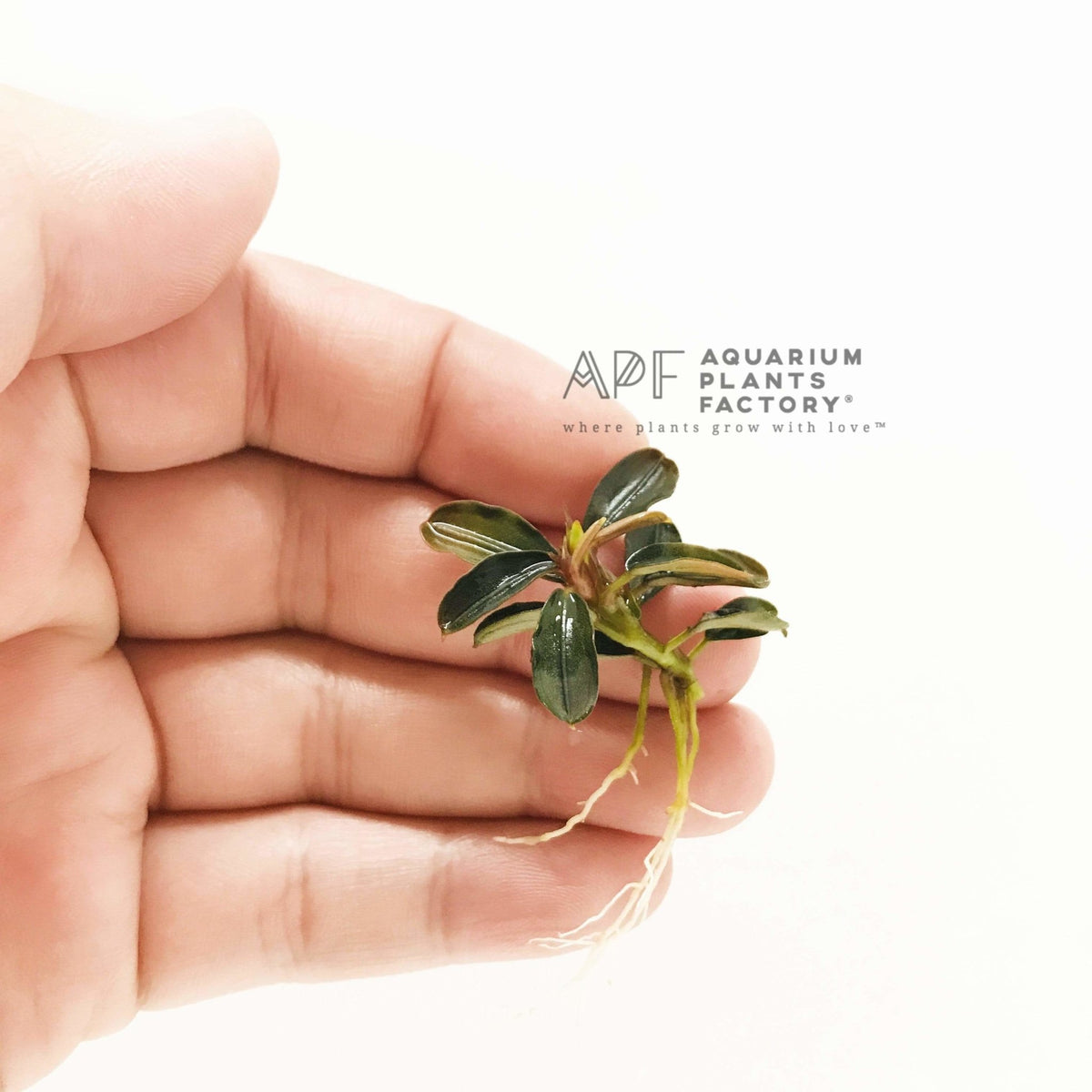 Bucephalandra Brownie Ghost Mini | Aquarium Plants Factory®
