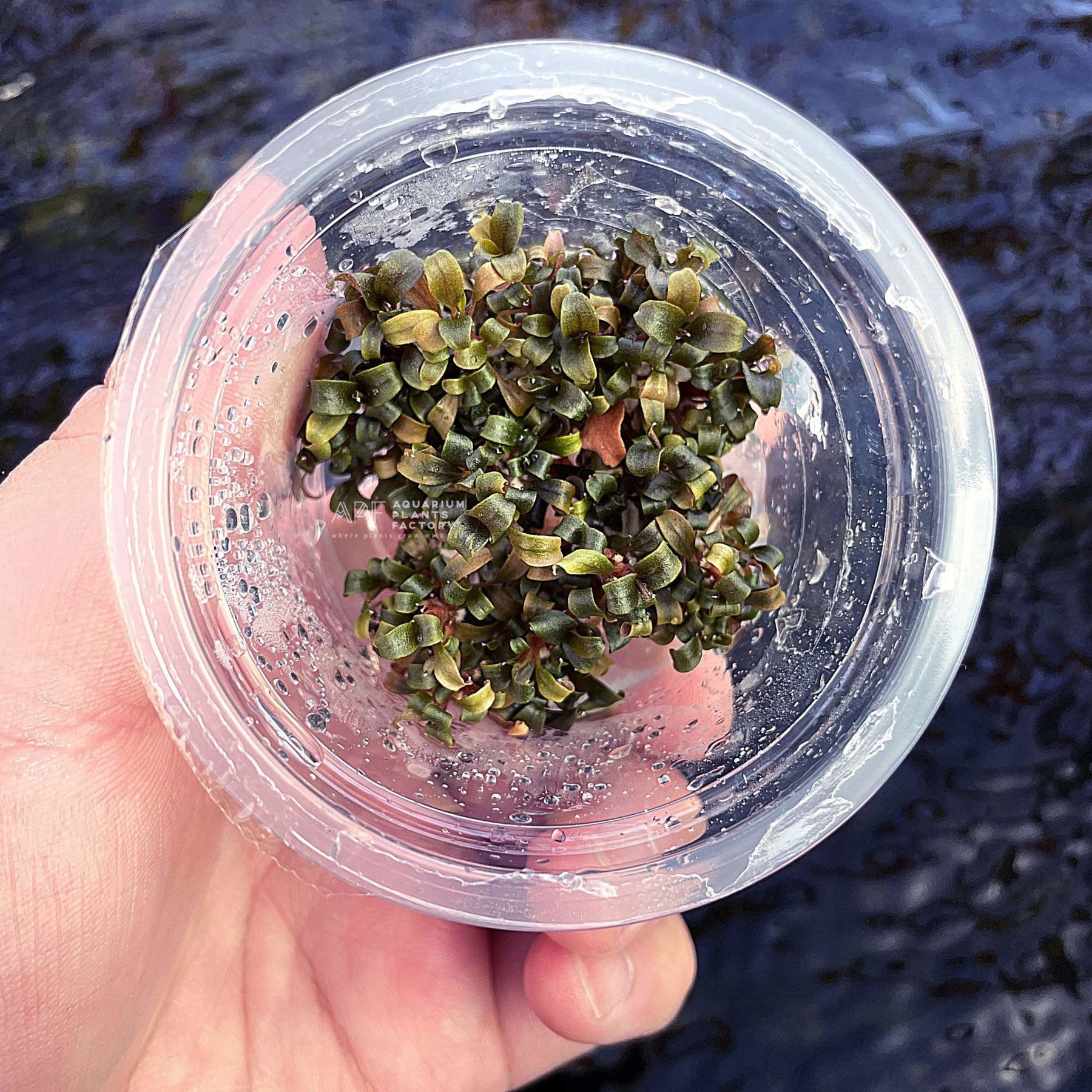 Bucephalandra Purple Mini Tissue Culture | Aquarium Plants Factory®