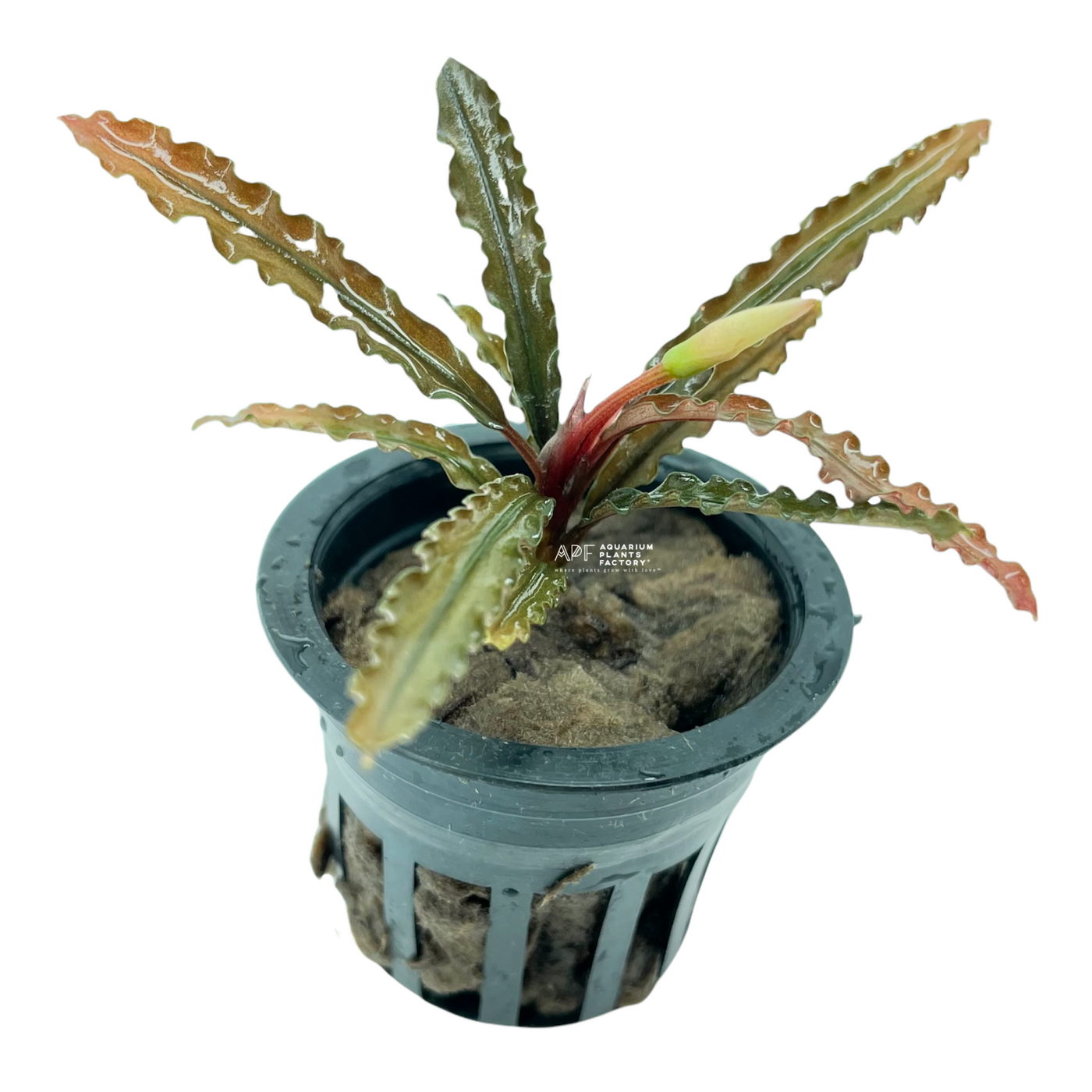 Bucephalandra Pink Godzilla Kedagang Pink | Aquarium Plants Factory