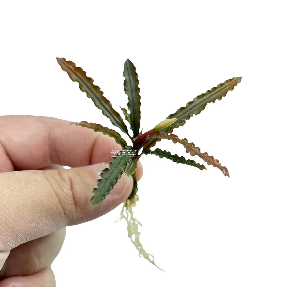 Bucephalandra Pink Godzilla Kedagang Pink | Aquarium Plants Factory