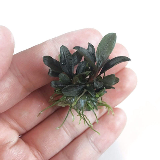 Bucephalandra | APF Buce Collection | Aquarium Plants Factory®