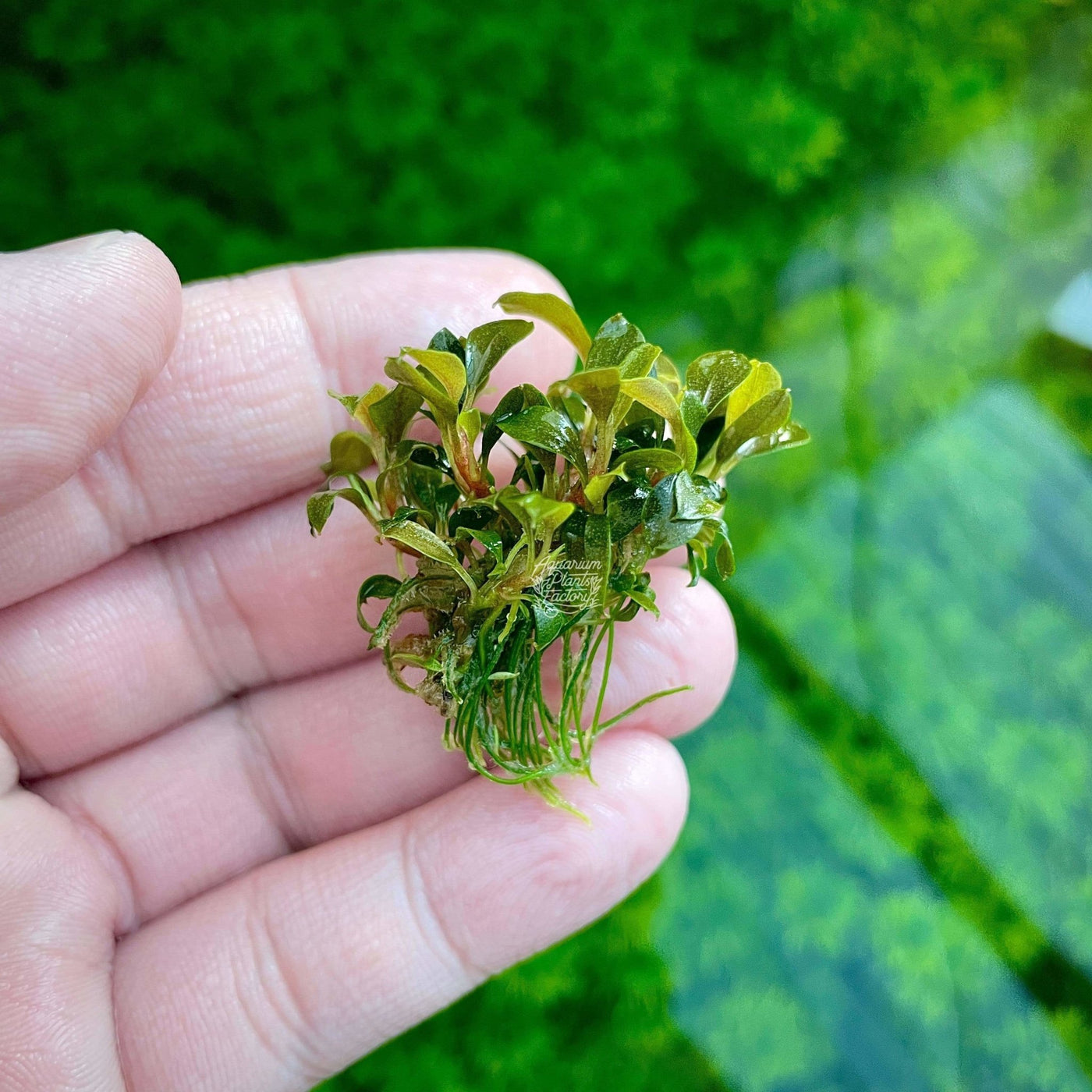 Bucephalandra Sanggau Green Jade | APF Aquarium Plants Factory®