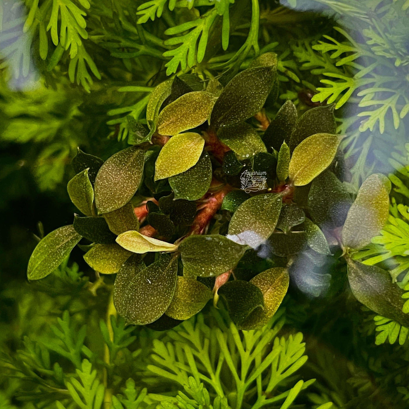 Bucephalandra Sanggau Green Jade | APF Aquarium Plants Factory®