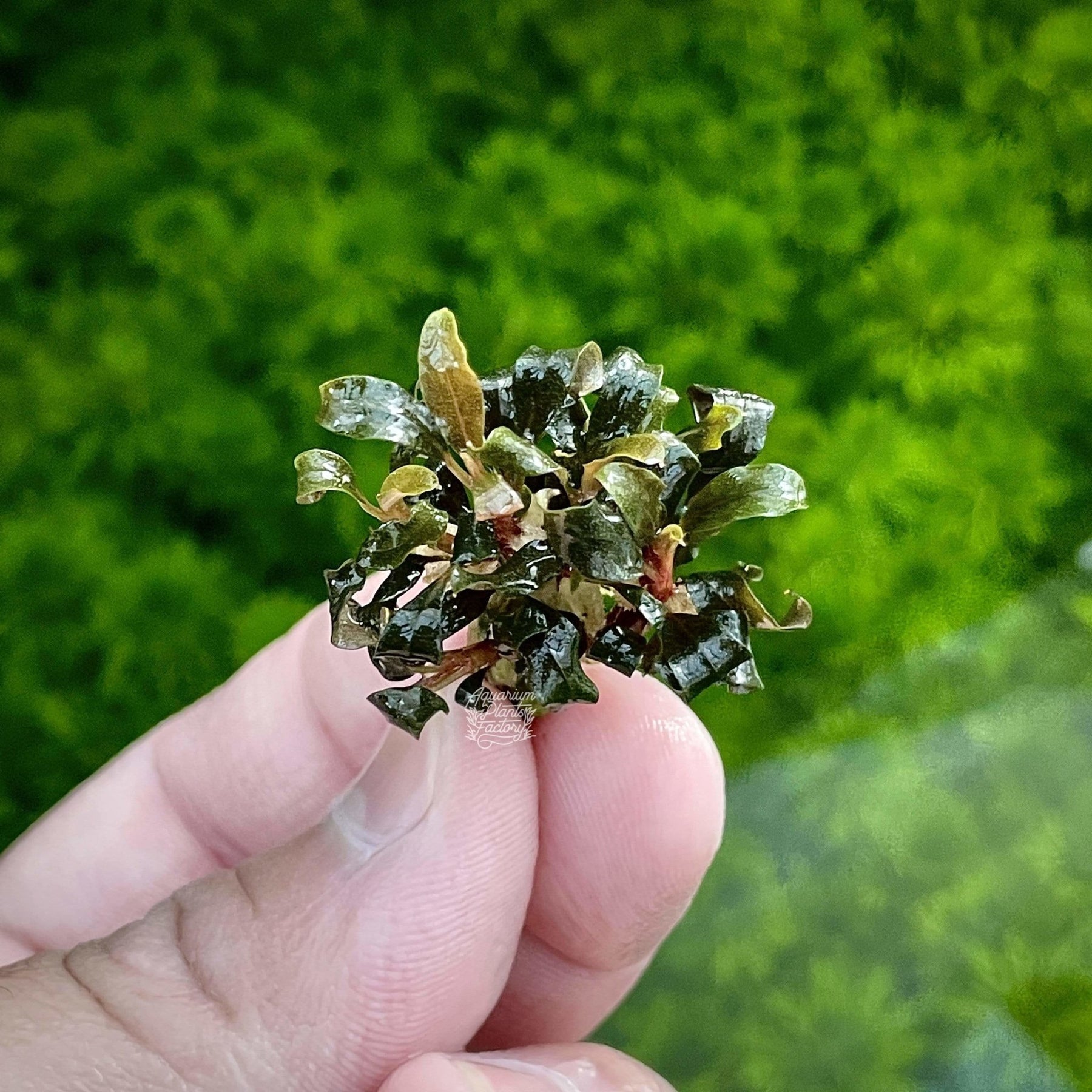 Bucephalandra Purple Mini | APF Aquarium Plants Factory®