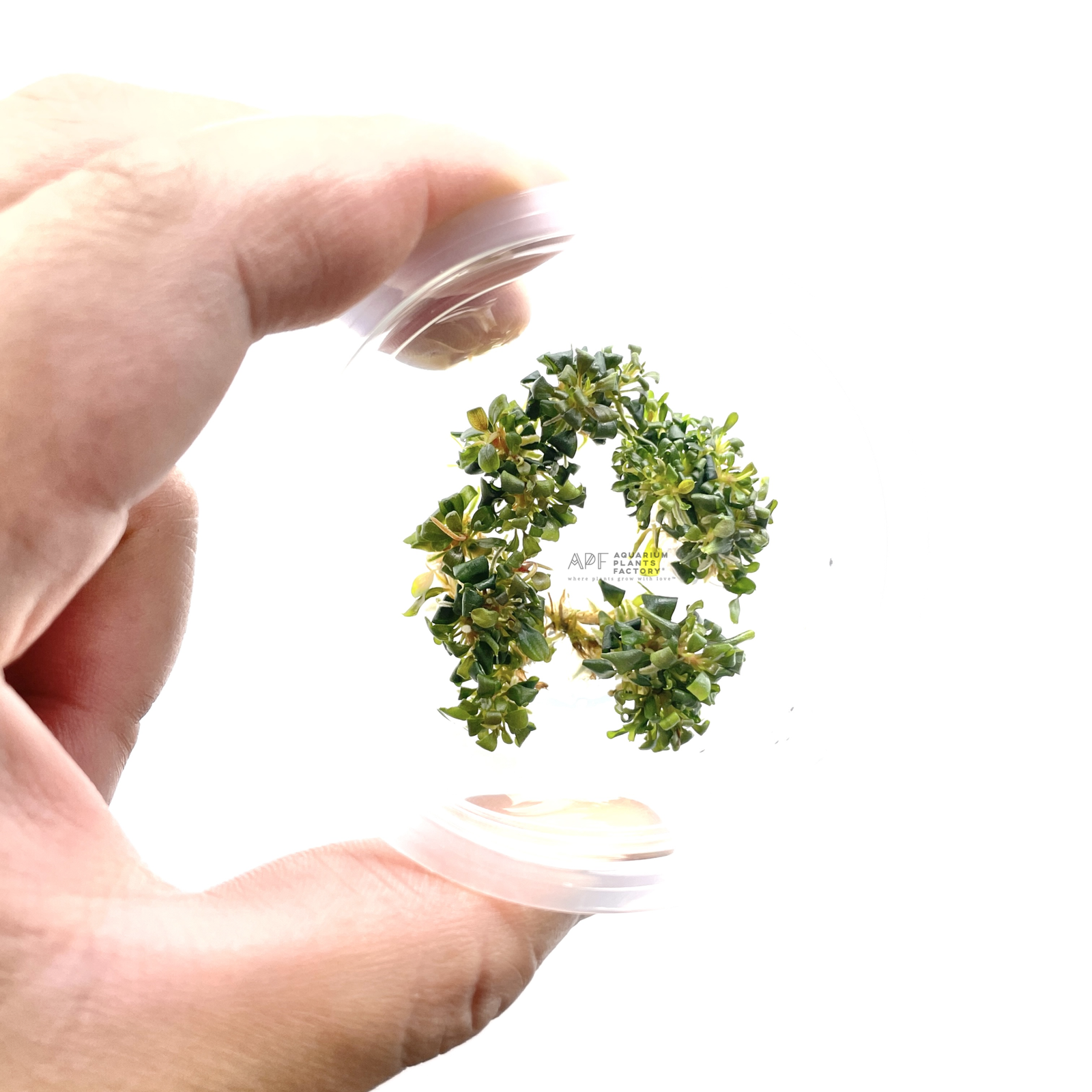 Bucephalandra Super Mini Ghost Tissue Culture Aquarium Plants Factory®