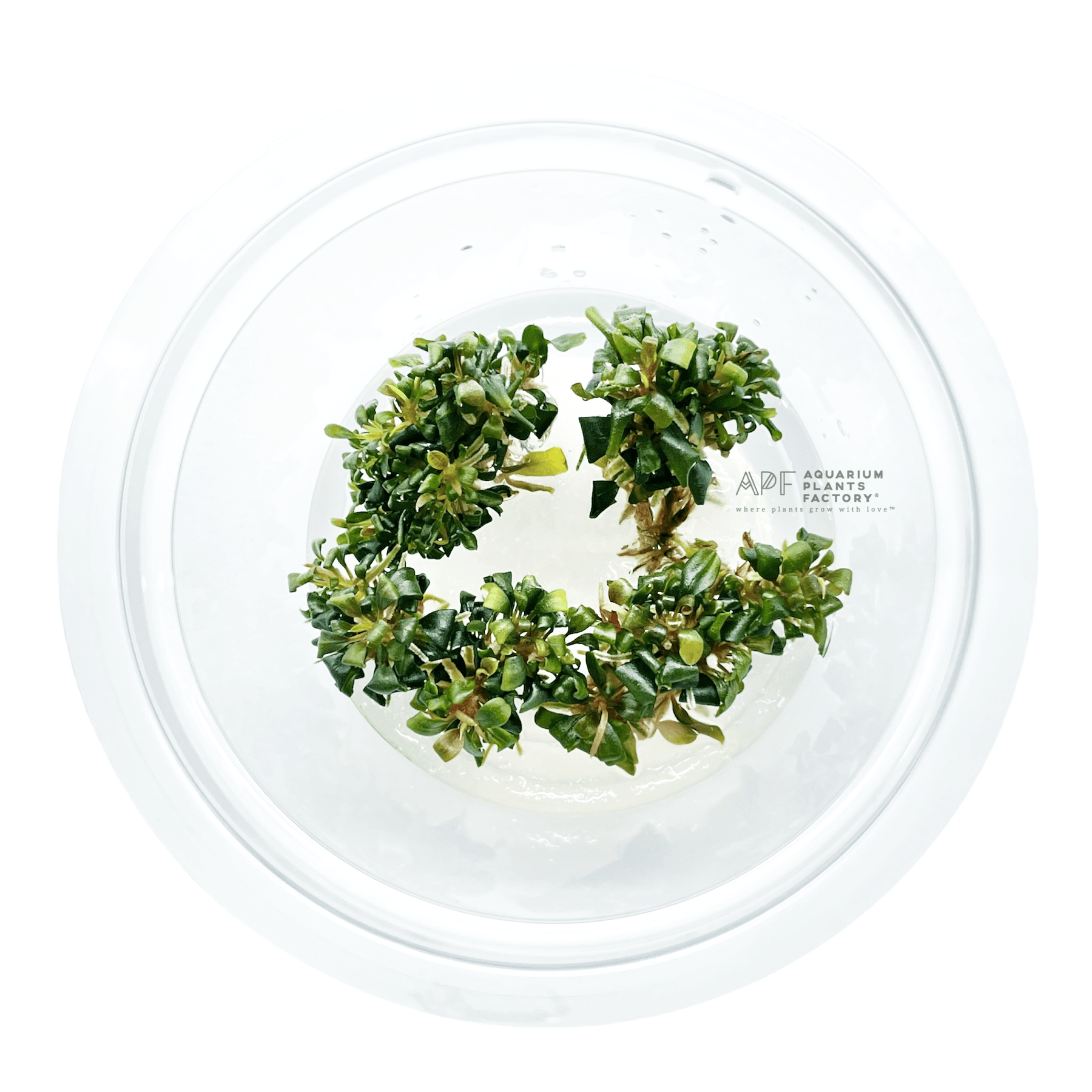 Bucephalandra Super Mini Ghost Tissue Culture Aquarium Plants Factory®