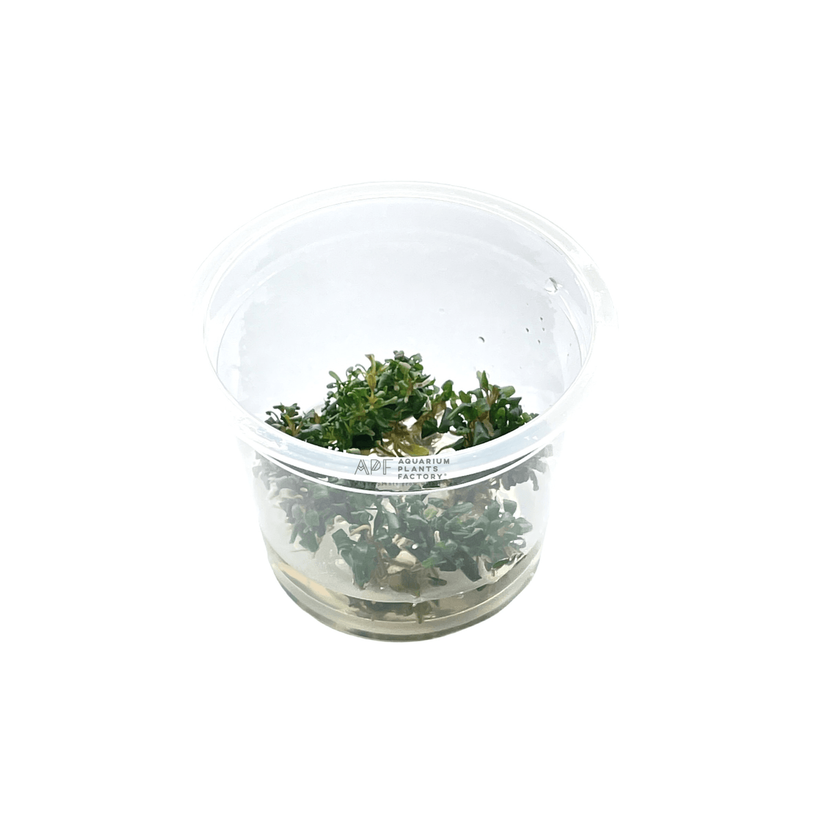 Bucephalandra Super Mini Ghost Tissue Culture Aquarium Plants Factory®