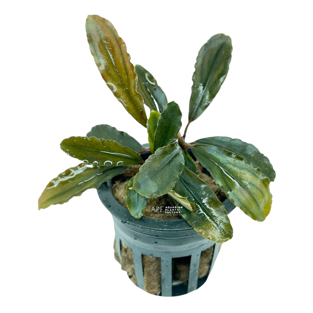 Bucephalandra V3 Alamanda Dark | Aquarium Plants Factory®