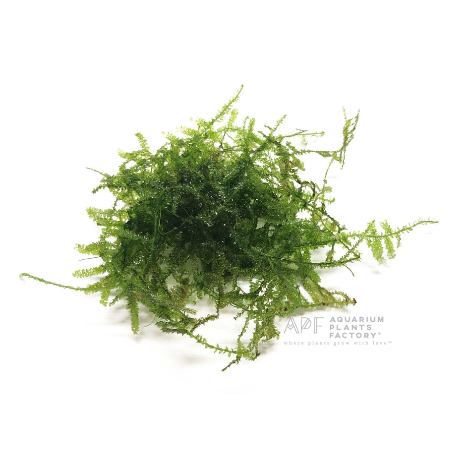 Christmas Moss Xmas | APF Aquarium Plants Factory®