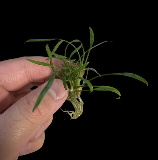 Cryptocoryne Parva | APF Aquarium Plants Factory®