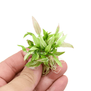 Cryptocoryne petchii 'Pink' APF Aquarium Plants Factory®