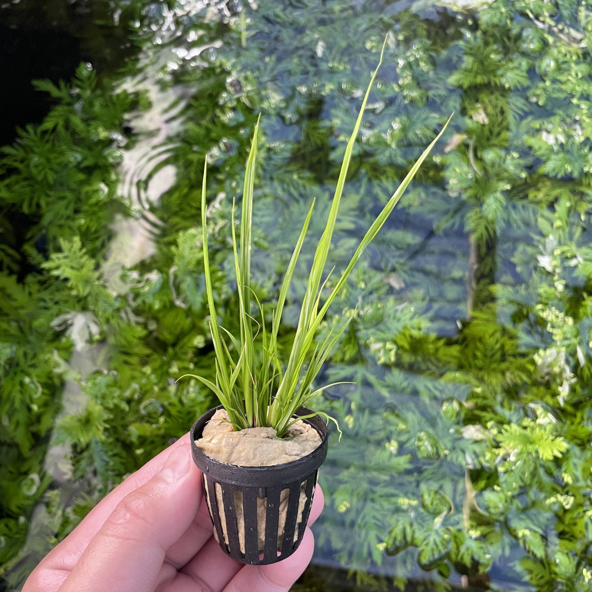 Cyperus Collections Aquascape APF Aquarium Plants Factory®