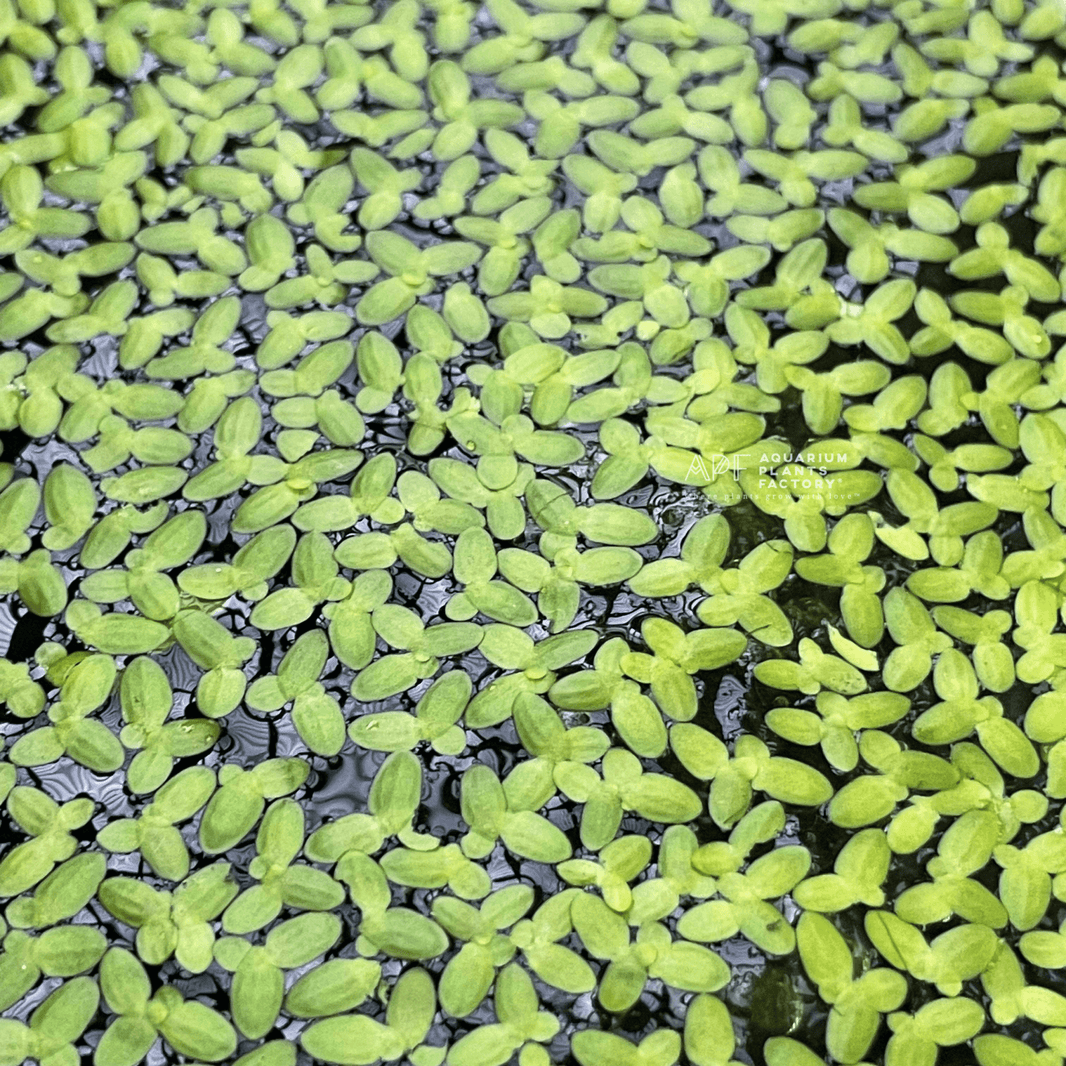 Duckweed Lemna Minor Live Floating Aquatic Plants for Pond & Aquarium ...