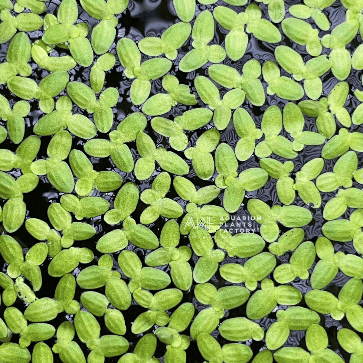 Duckweed Lemna Minor Live Floating Aquatic Plants for Pond & Aquarium ...