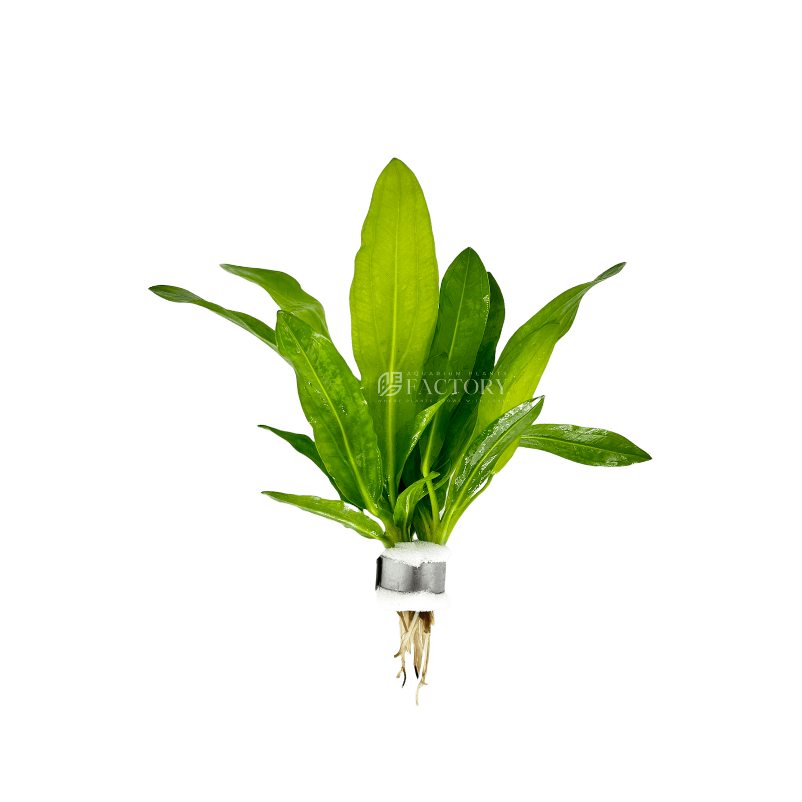 Echinodorus Martii Ruffled Amazon Sword | Aquarium Plants Factory®