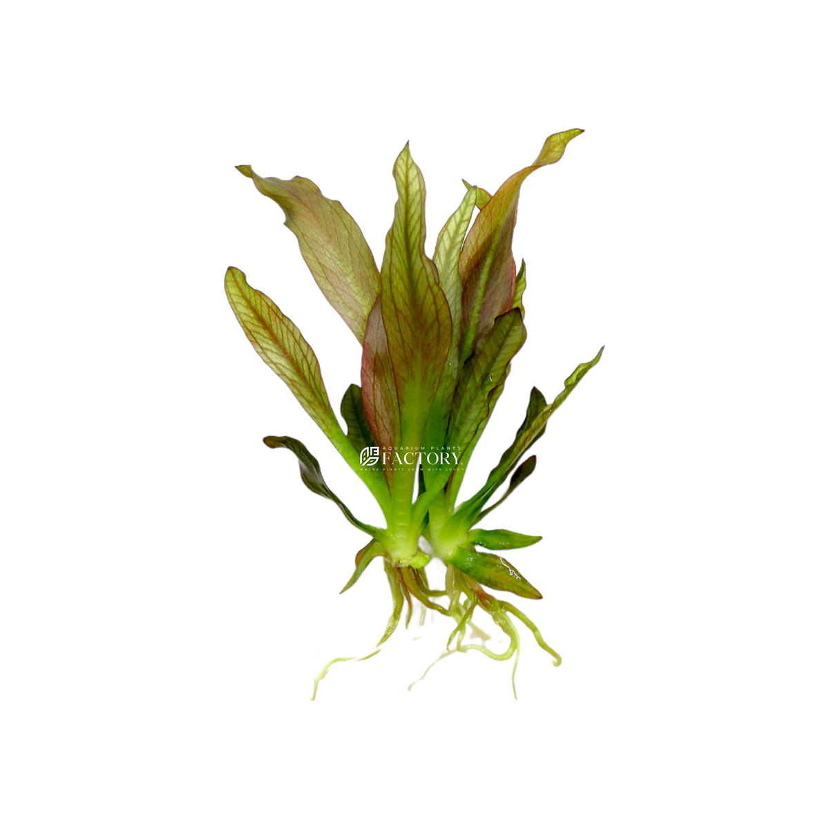 Echinodorus Pink Princess Amazon Sword Aquarium Plants Factory®