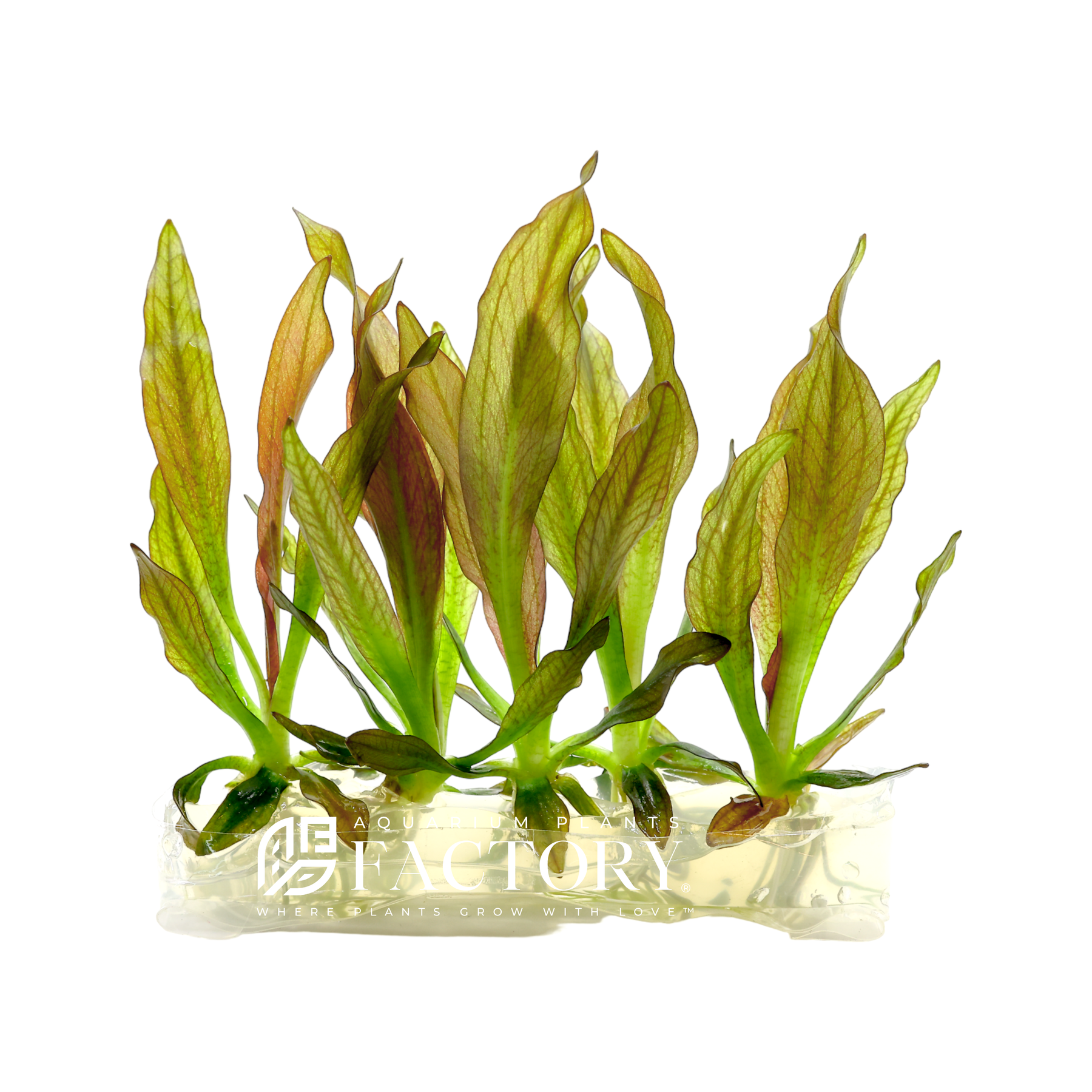 Echinodorus Pink Princess Tissue Culture Aquarium Plants Factory®