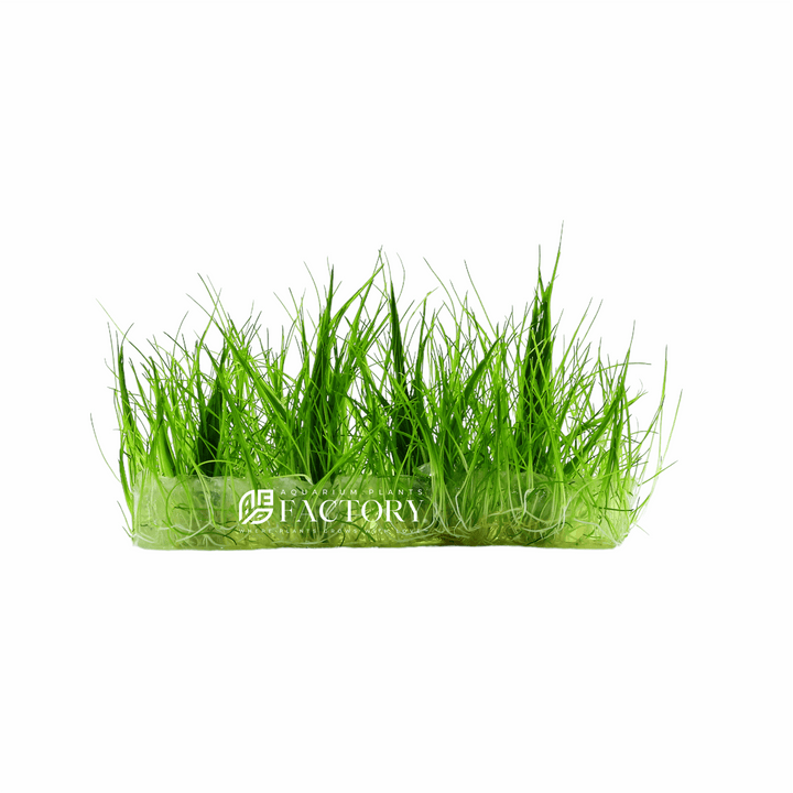 Azolla | Floating Plants | Aquarium, Pond & Water Gardens – Aquarium ...