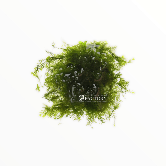 Fissidens Fontanus / Phoenix Moss | Aquarium Plants Factory®