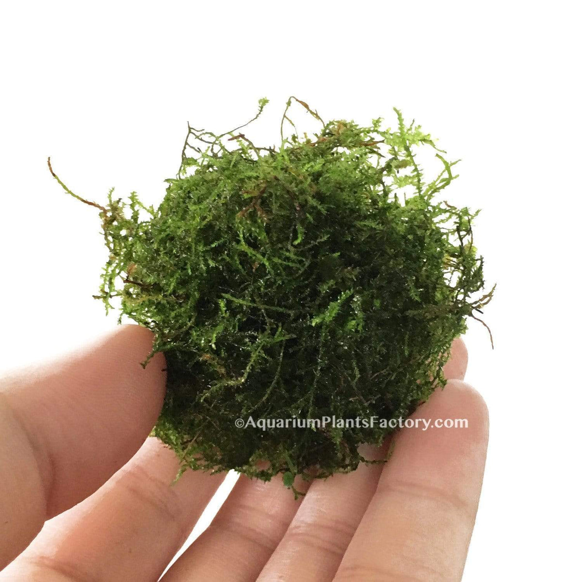 Taxiphyllum Flame Moss | APF Aquarium Plants Factory®