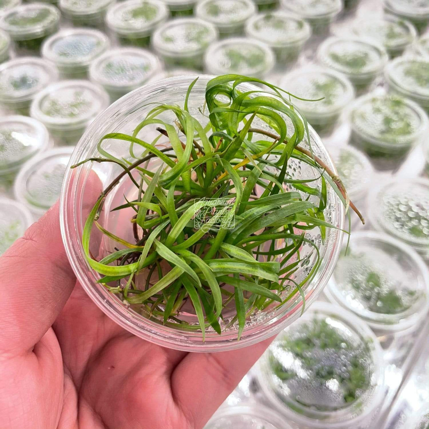 Helanthium Vesuvius (Echinodorus) Tissue Culture Aquarium Plants Factory®