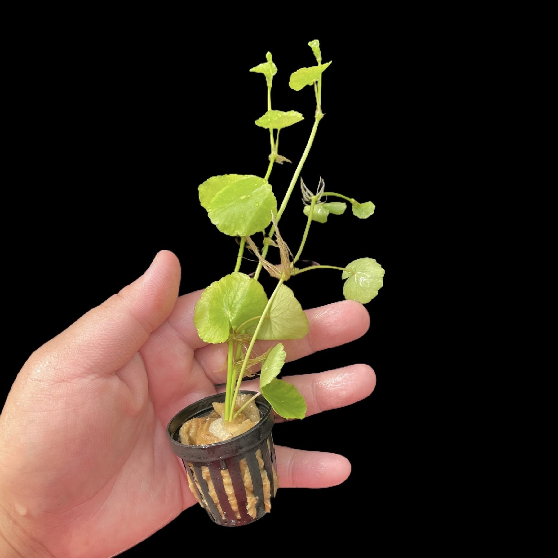 Hydrocotyle Collections Aquascape APF Aquarium Plants Factory®