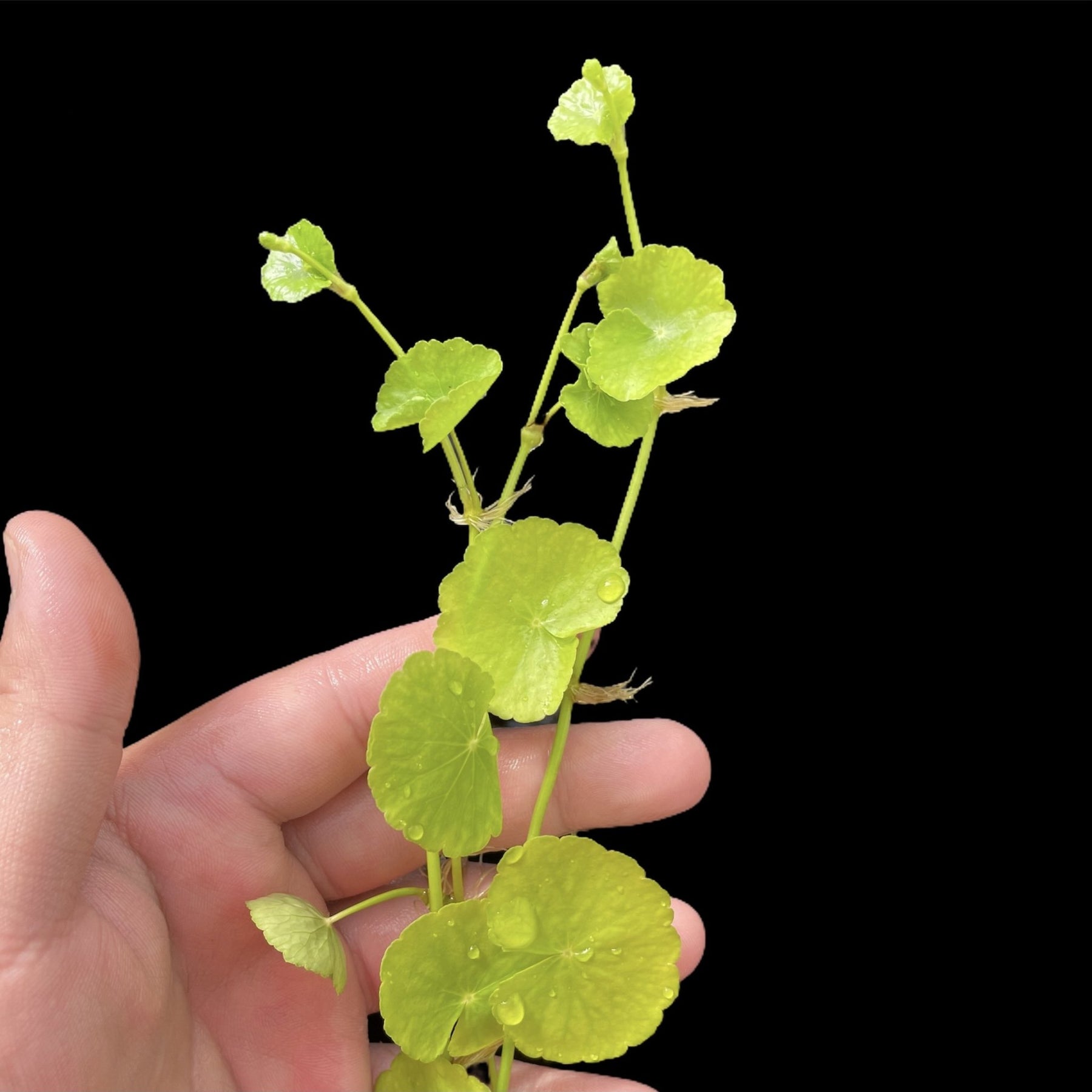 Hydrocotyle Leucocephala Brazilian Pennywort | Aquarium Plants Factory