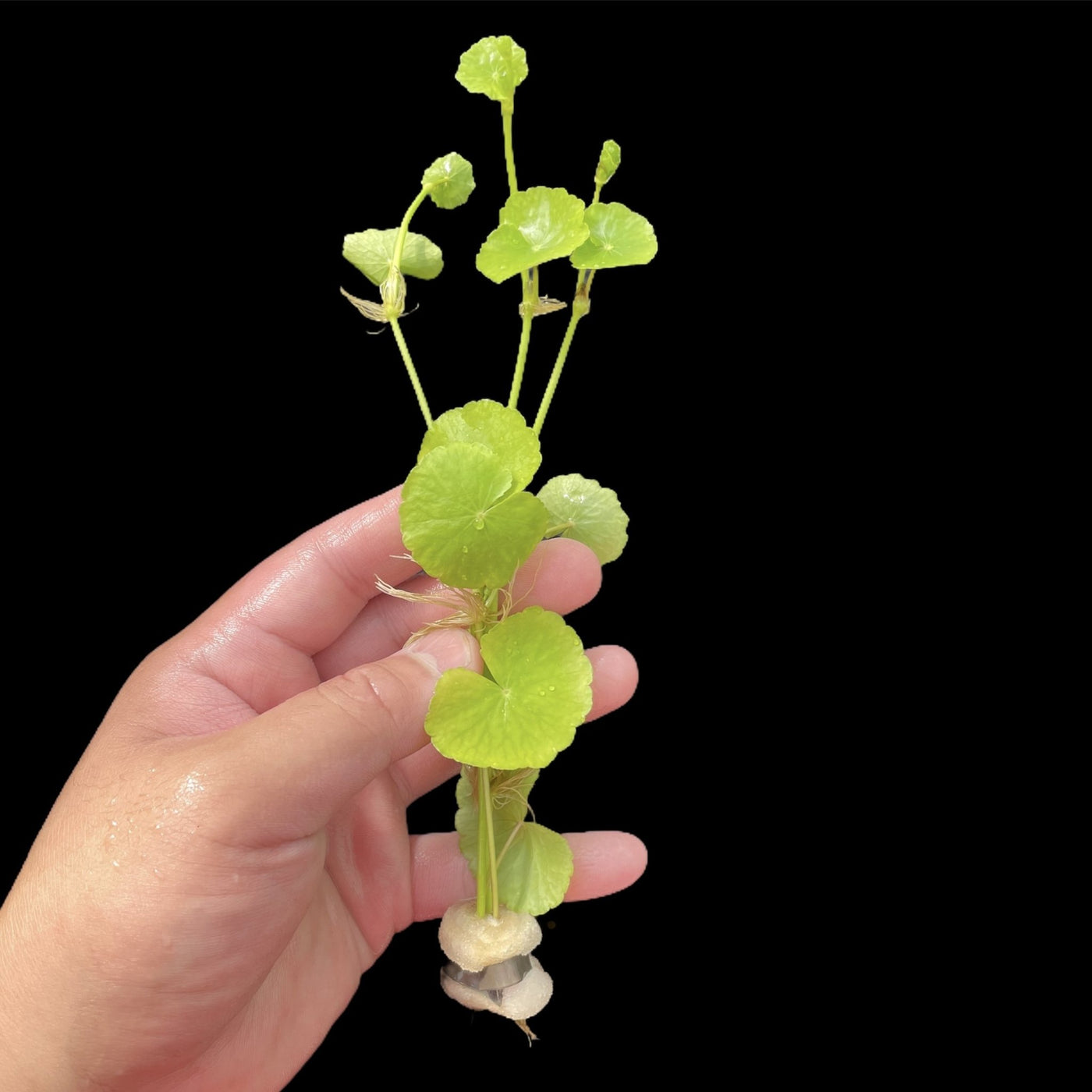 Hydrocotyle Collections Aquascape APF Aquarium Plants Factory®