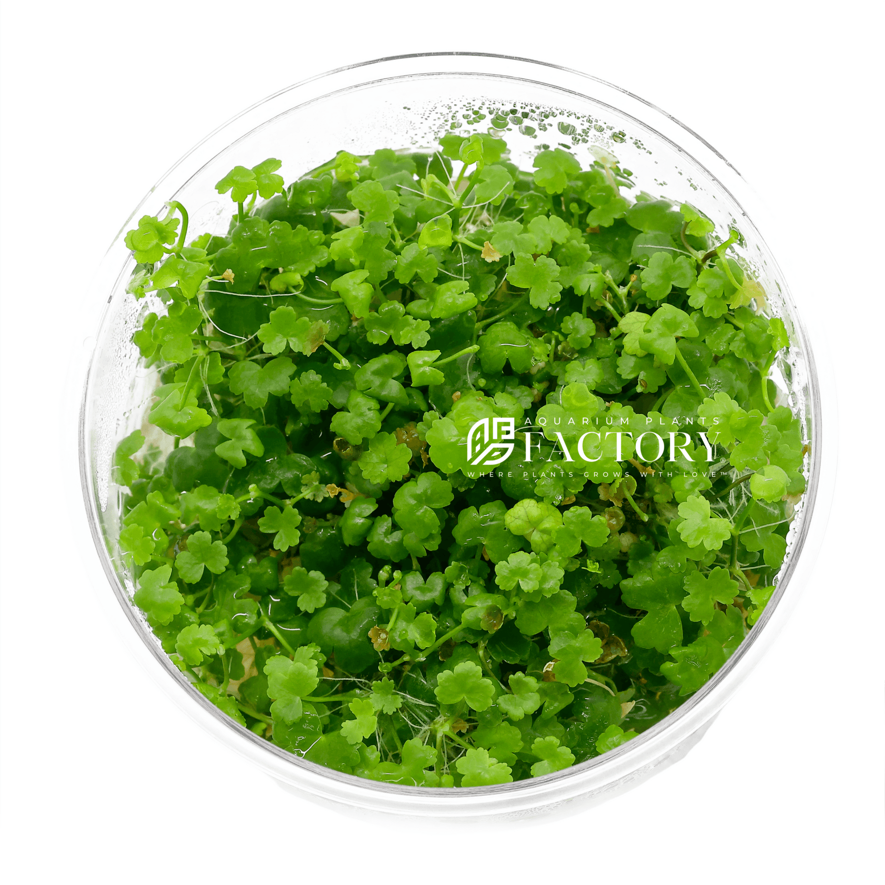 Hydrocotyle Collections Aquascape APF Aquarium Plants Factory®