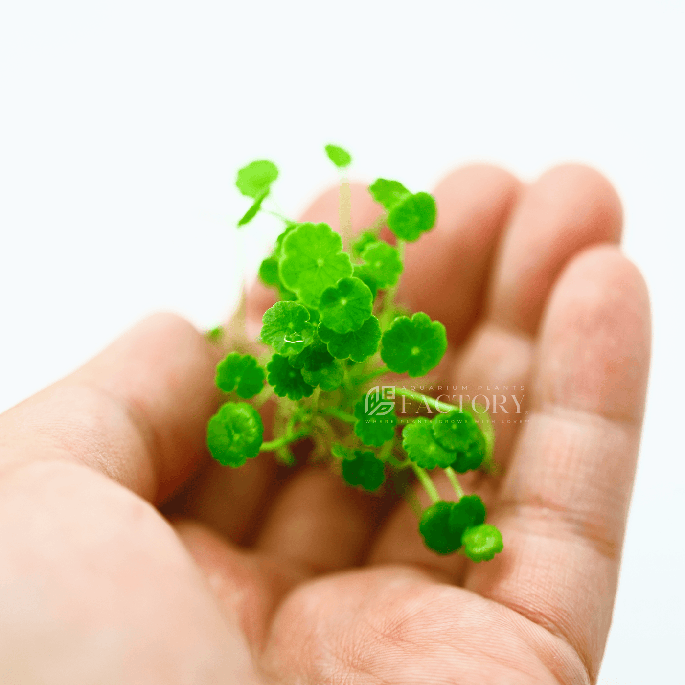 Hydrocotyle Verticillata Umbrella Pennywort | Aquarium Plants Factory®