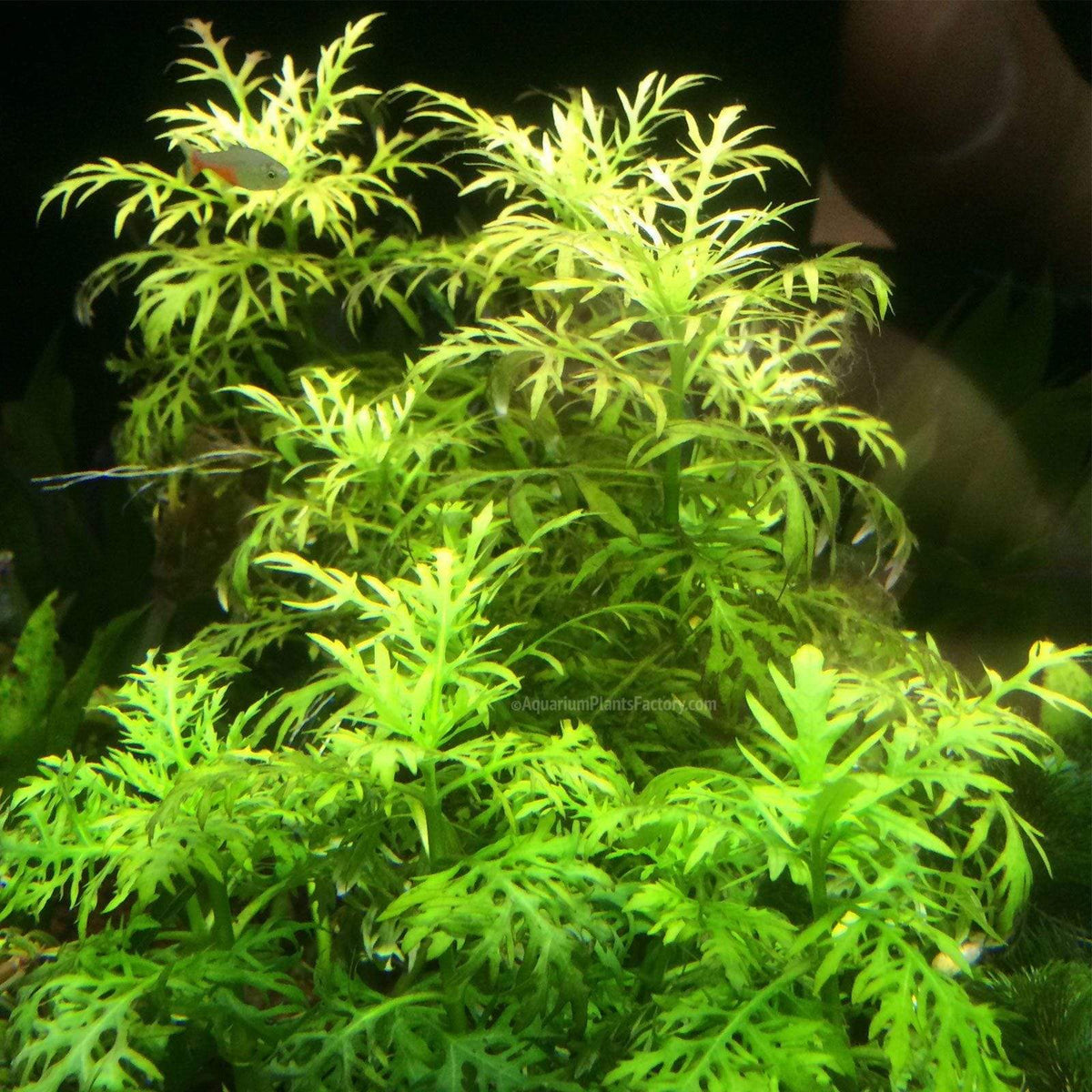 Hygrophila Difformis Water Wisteria APF Aquarium Plants Factory®