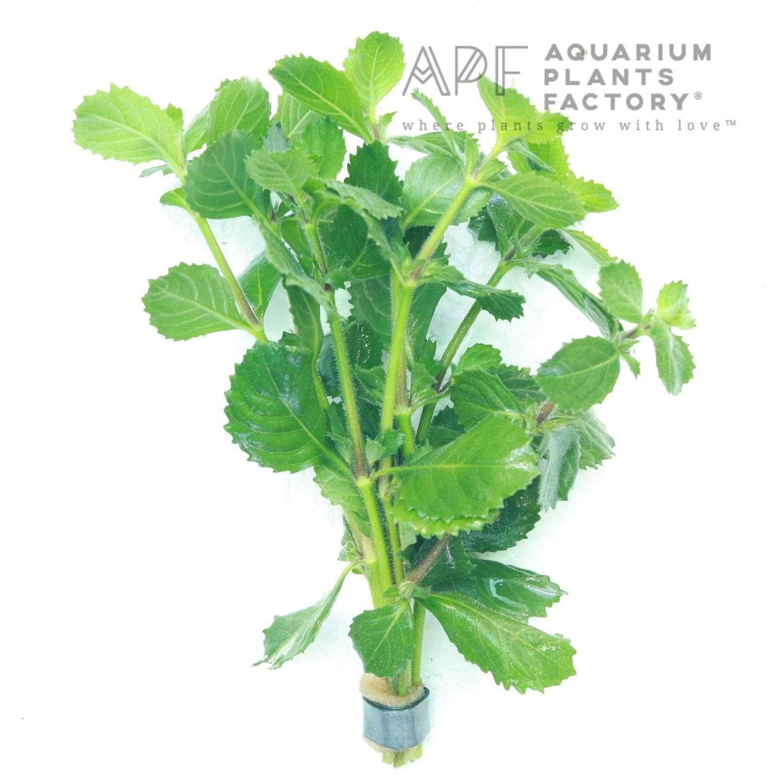 Hygrophila Difformis Water Wisteria APF Aquarium Plants Factory®