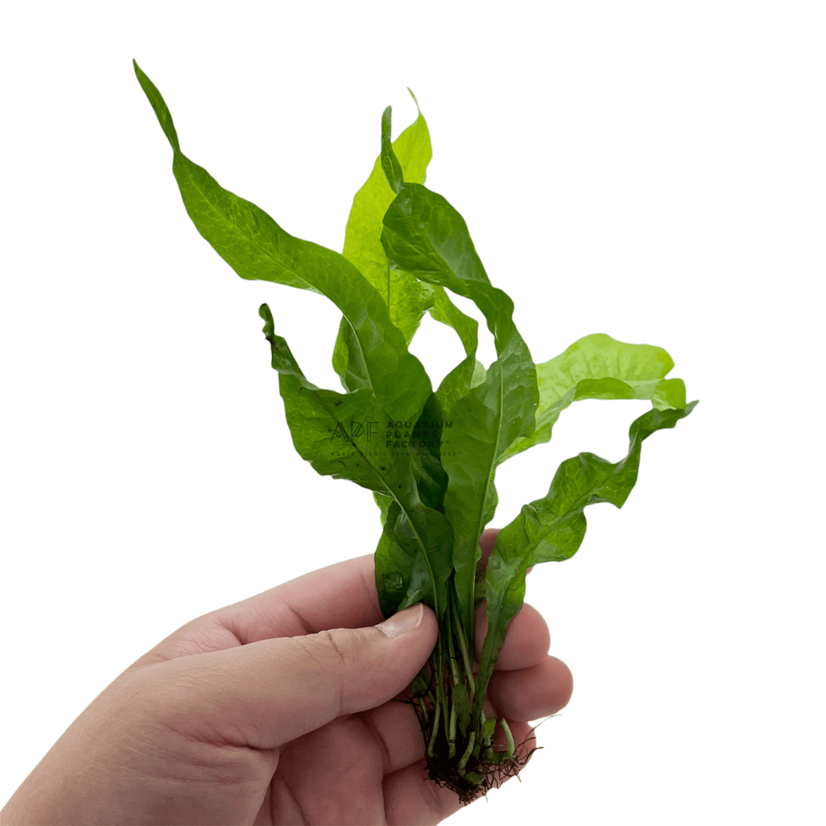 Java Fern Broad Leaf | Microsorum Pteropus | Aquarium Plants Factory®