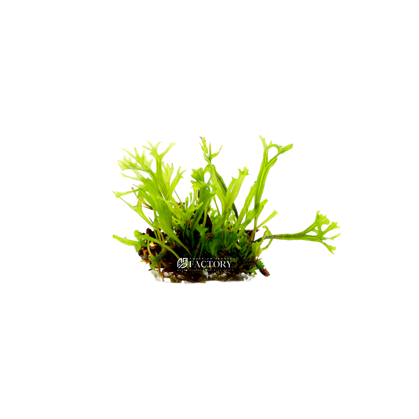 Lace Java Fern Microsorum Pteropus Windelov Aquarium Plants Factory®