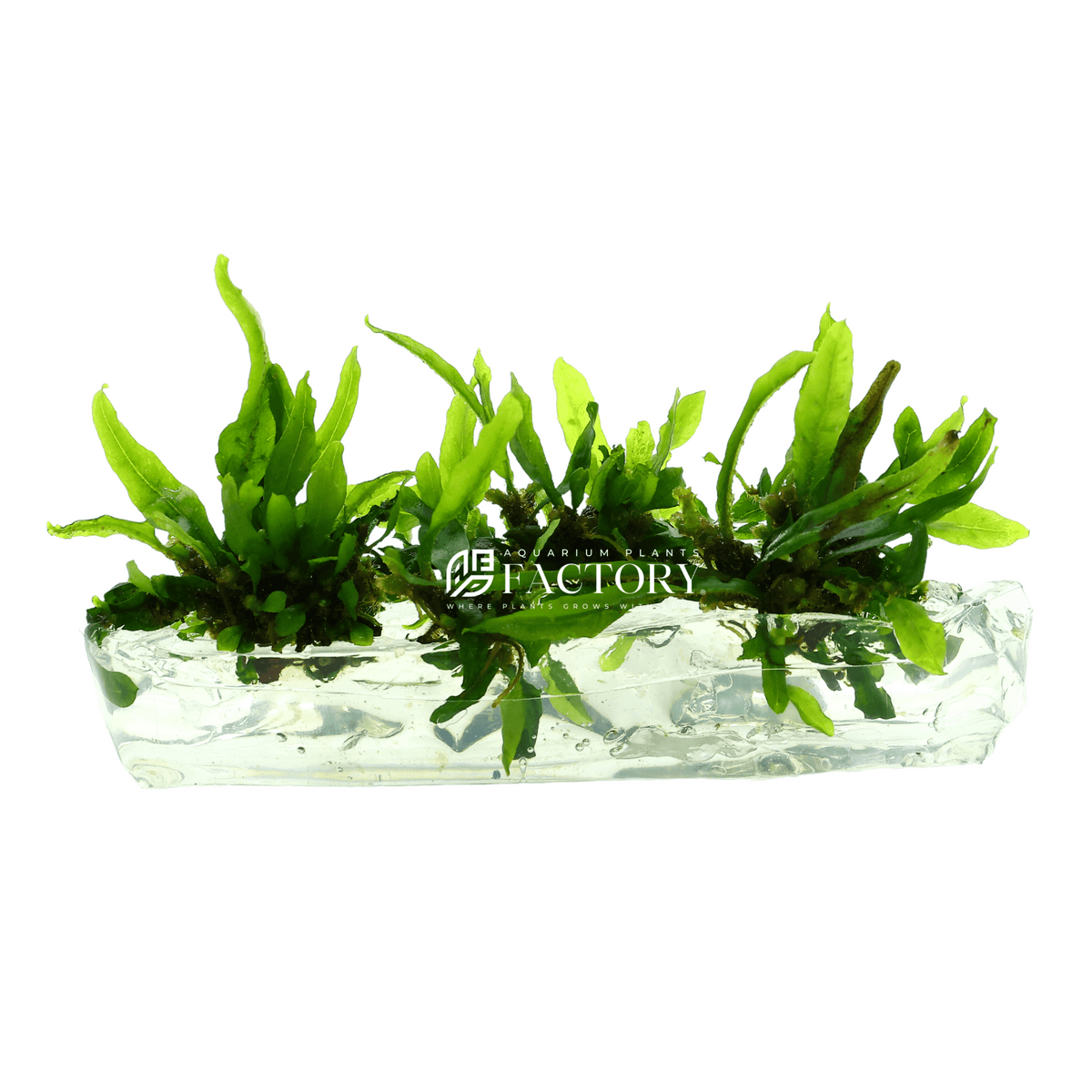 Microsorum Pteropus Petite Tissue Culture Aquarium Plants Factory®