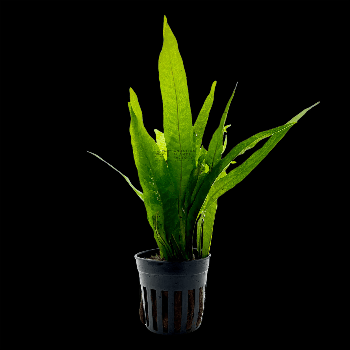Microsorum pteropus ‘Philippine’ Java Fern Aquarium Plants Factory®
