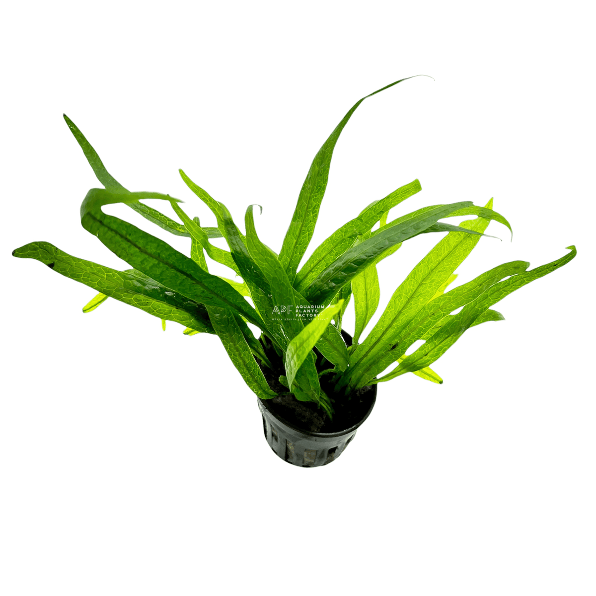 Java Fern Philippine Mini Microsorum Pteropus Aquarium Plants Factory®