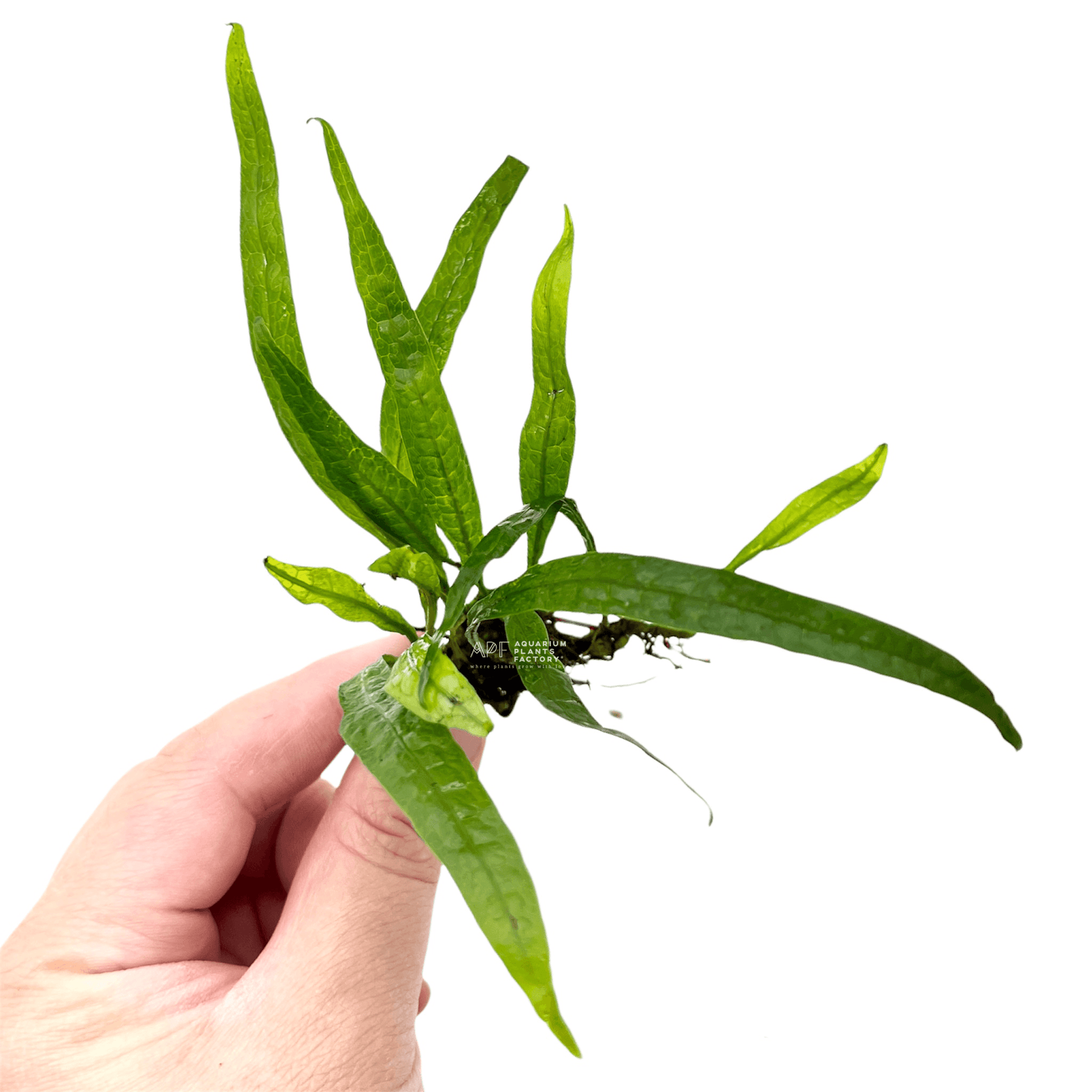 Java Fern Philippine Mini Microsorum Pteropus Aquarium Plants Factory®