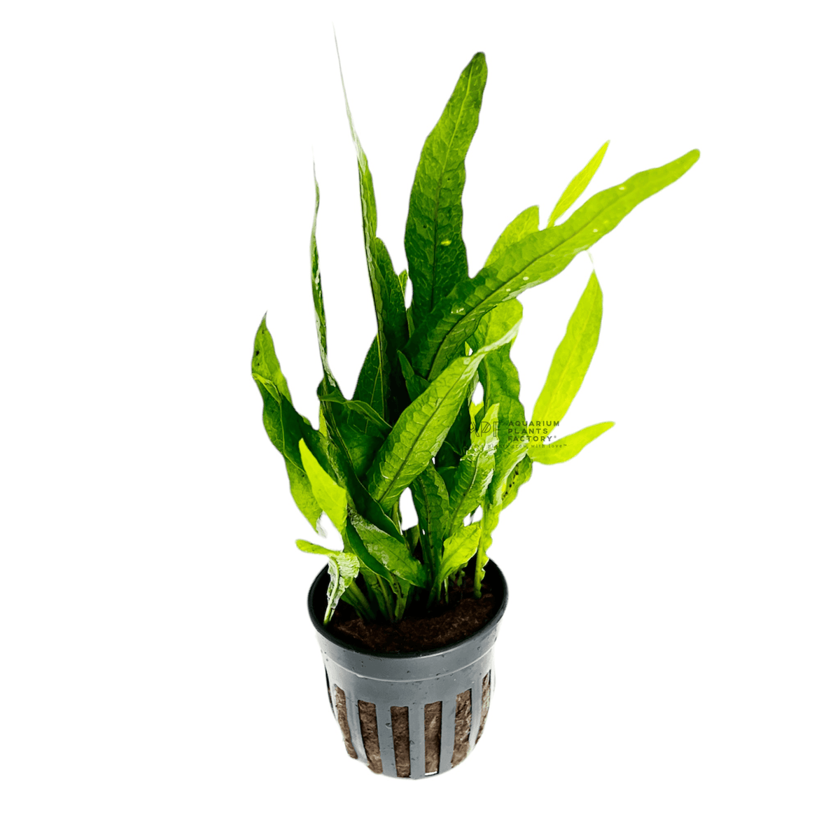Microsorum pteropus ‘Philippine’ Java Fern Aquarium Plants Factory®