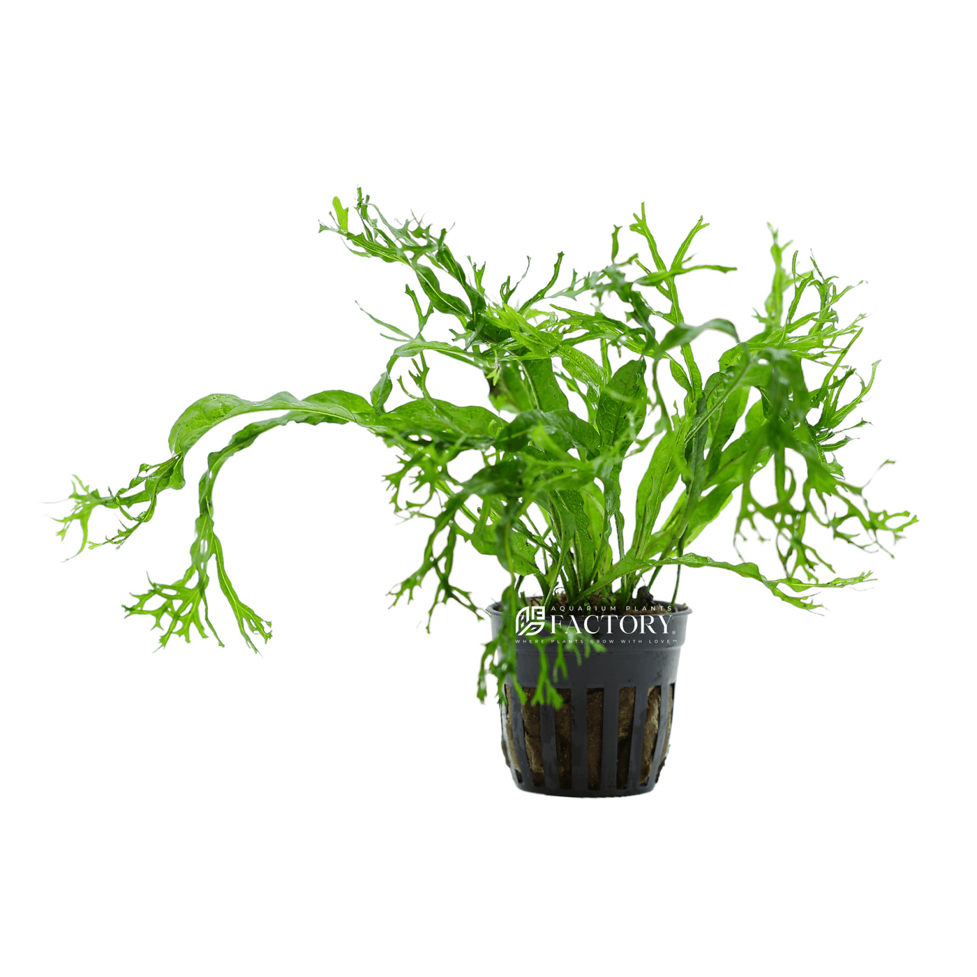 Microsorum pteropus 'Windelov' Lace Java Fern Aquarium Plants Factory®